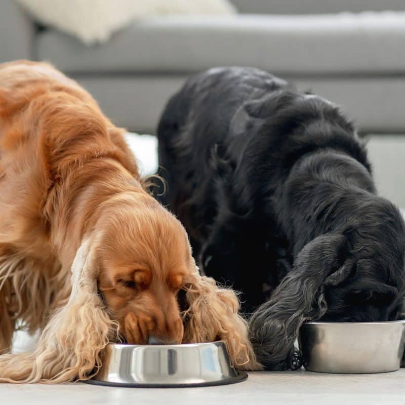 Blog - Insect Protein Dog Food - Omuu Premium Irish Dog Food